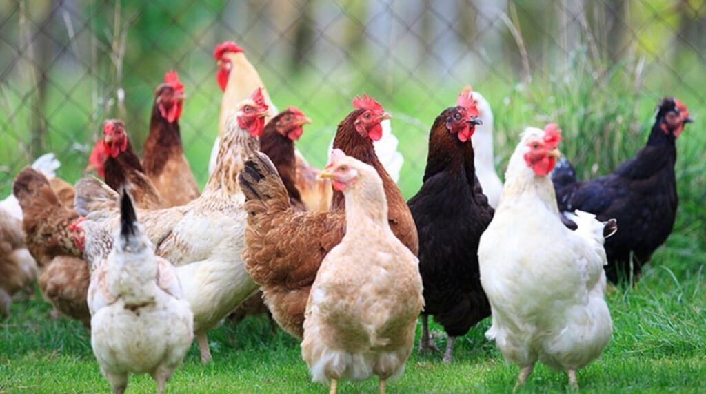 Matrix Private Detectives Recover 250 Stolen Chickens After Fake Money ...