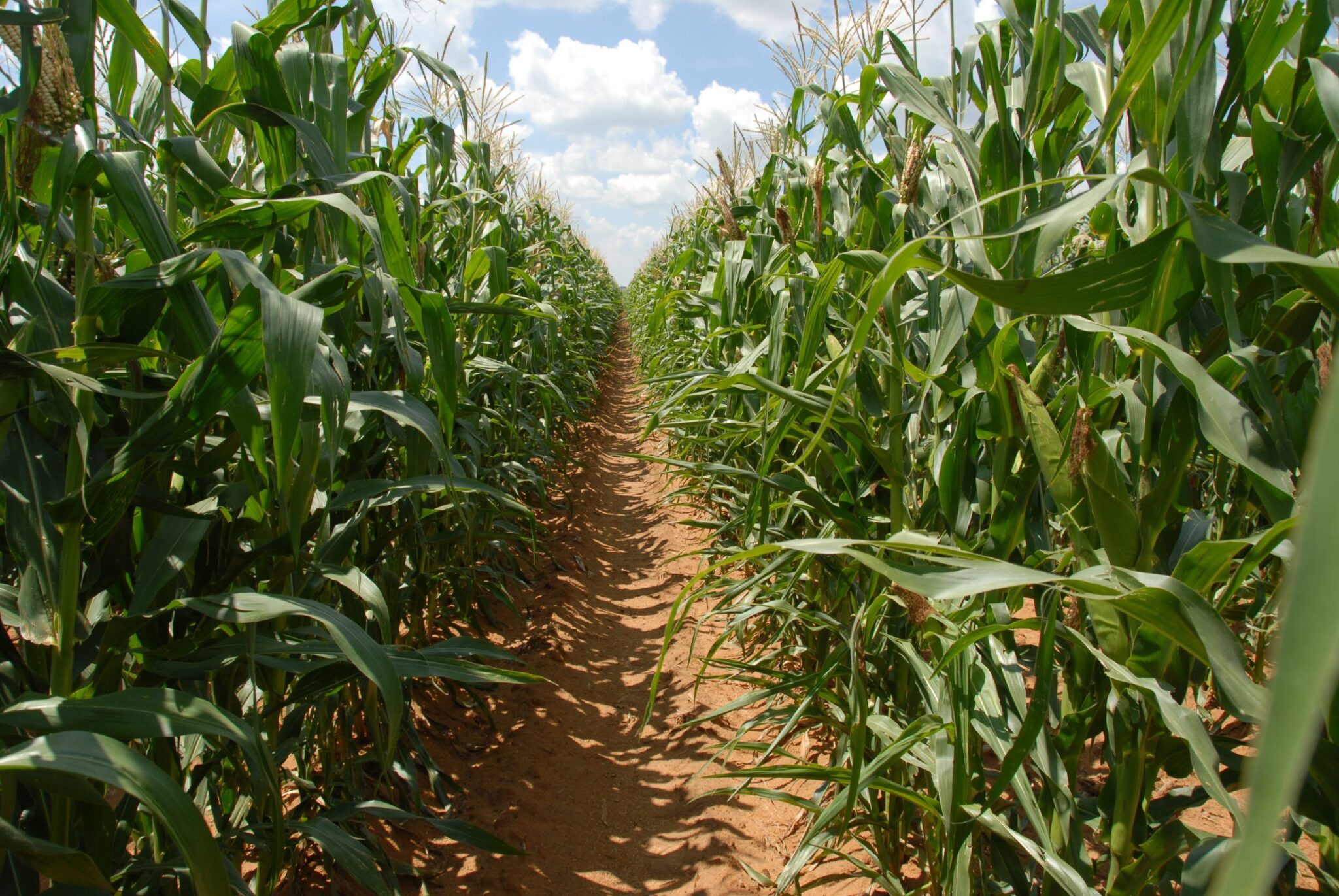 GMB pays farmers US$22m as Strategic Grain stocks rise - HararePost