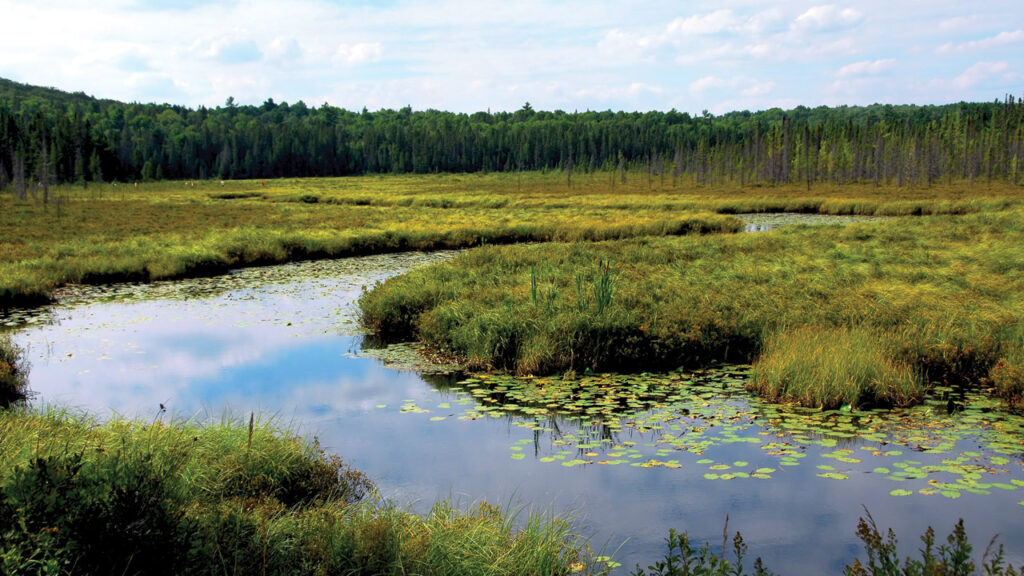 Zimbabwe Pushes to Restore 250 000ha of Wetlands - HararePost