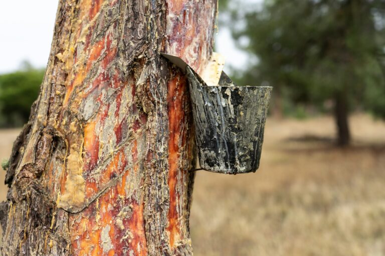 US$5 Million Pine Resin Plant Nears Completion - HararePost